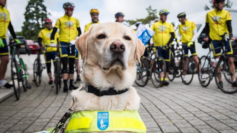 Charity of the Year | Partner With Us | Guide Dogs UK