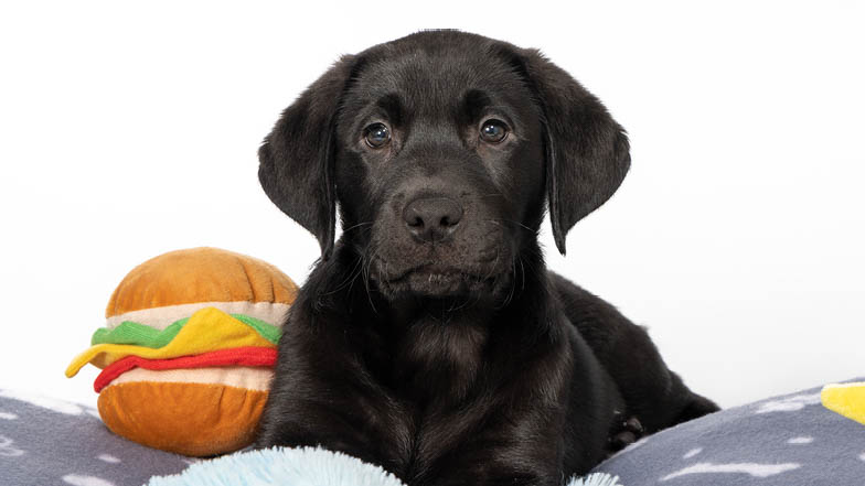 Sponsor a Puppy - Barney | Guide Dogs